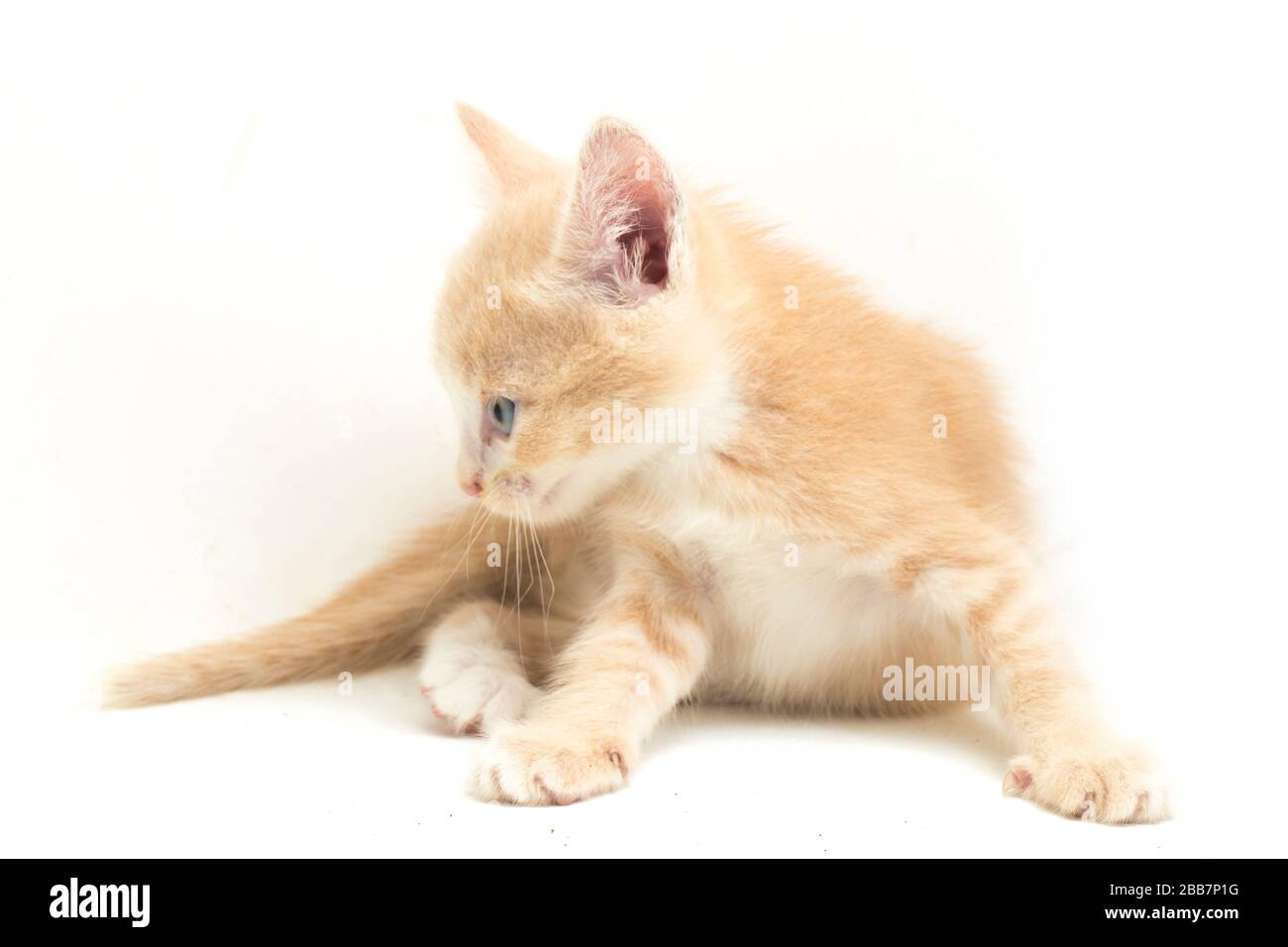 A Beautiful Domestic Orange cat kitten funny positions. Animal portrait ...