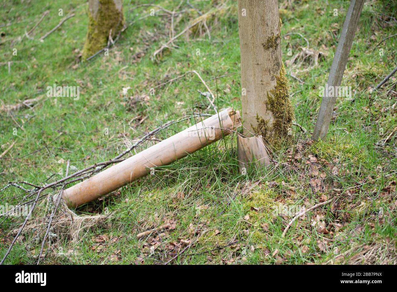Tree guards disintegrating hi-res stock photography and images - Alamy