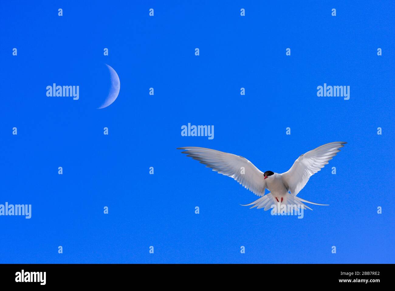 Common tern in migration in the sky during spring. Seaside activity ...