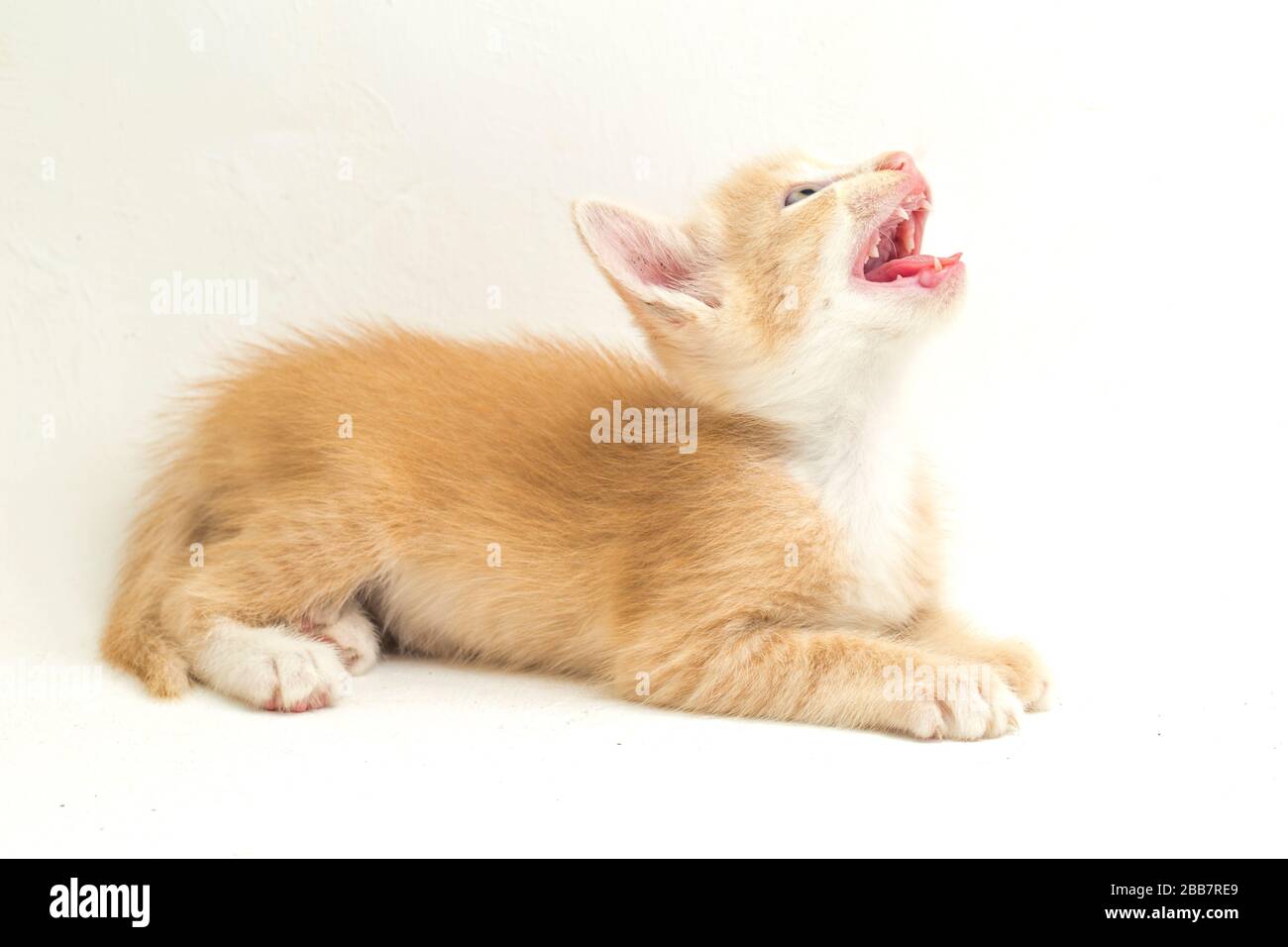 A Beautiful Domestic Orange cat kitten funny positions. Animal portrait ...