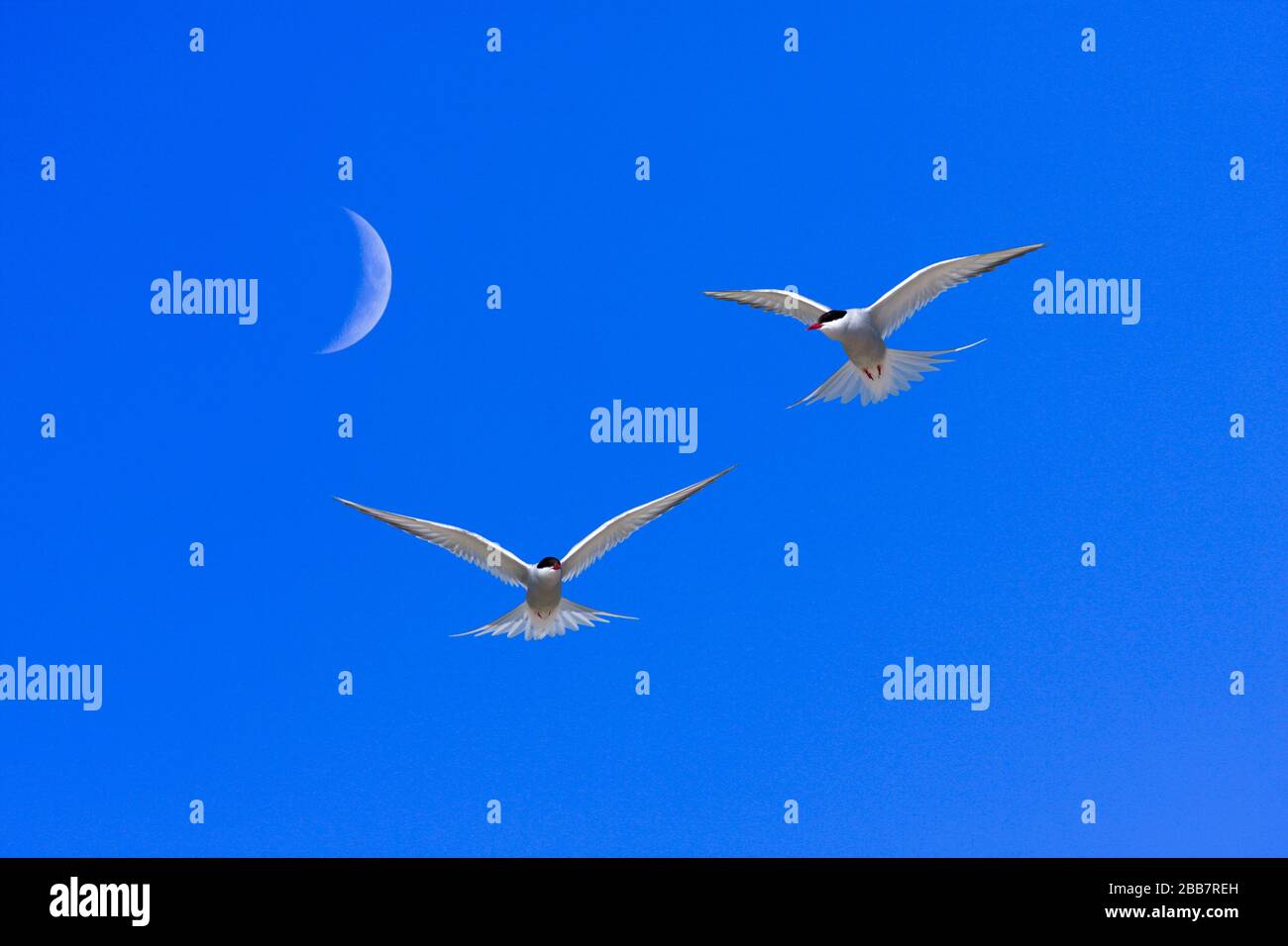 Common tern in migration in the sky during spring. Seaside activity ...