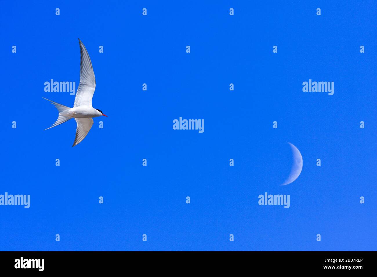 Common tern in migration in the sky during spring. Seaside activity ...