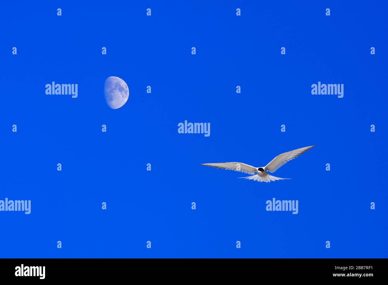 Common tern in migration in the sky during spring. Seaside activity ...