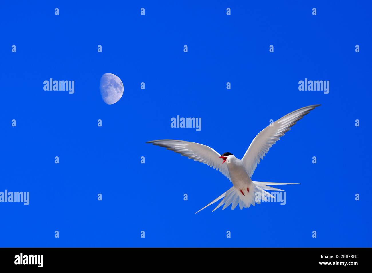 Common tern in migration in the sky during spring. Seaside activity ...