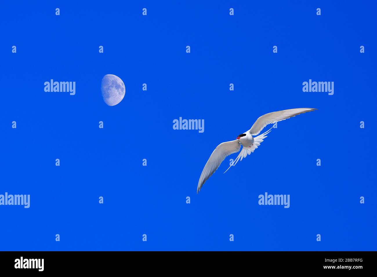 Common tern in migration in the sky during spring. Seaside activity ...