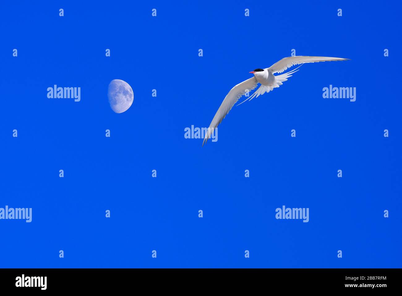 Common tern in migration in the sky during spring. Seaside activity ...