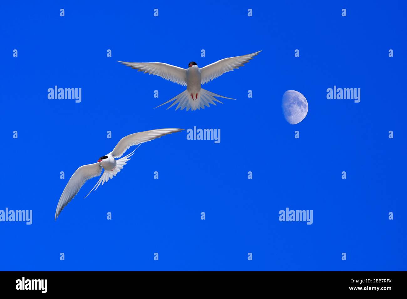 Common tern in migration in the sky during spring. Seaside activity ...