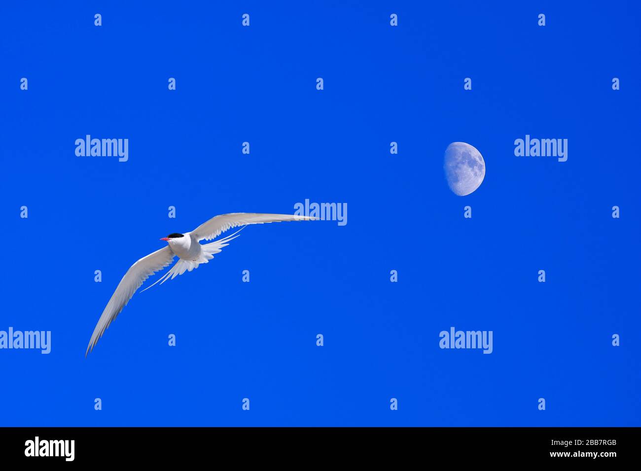 Common tern in migration in the sky during spring. Seaside activity ...