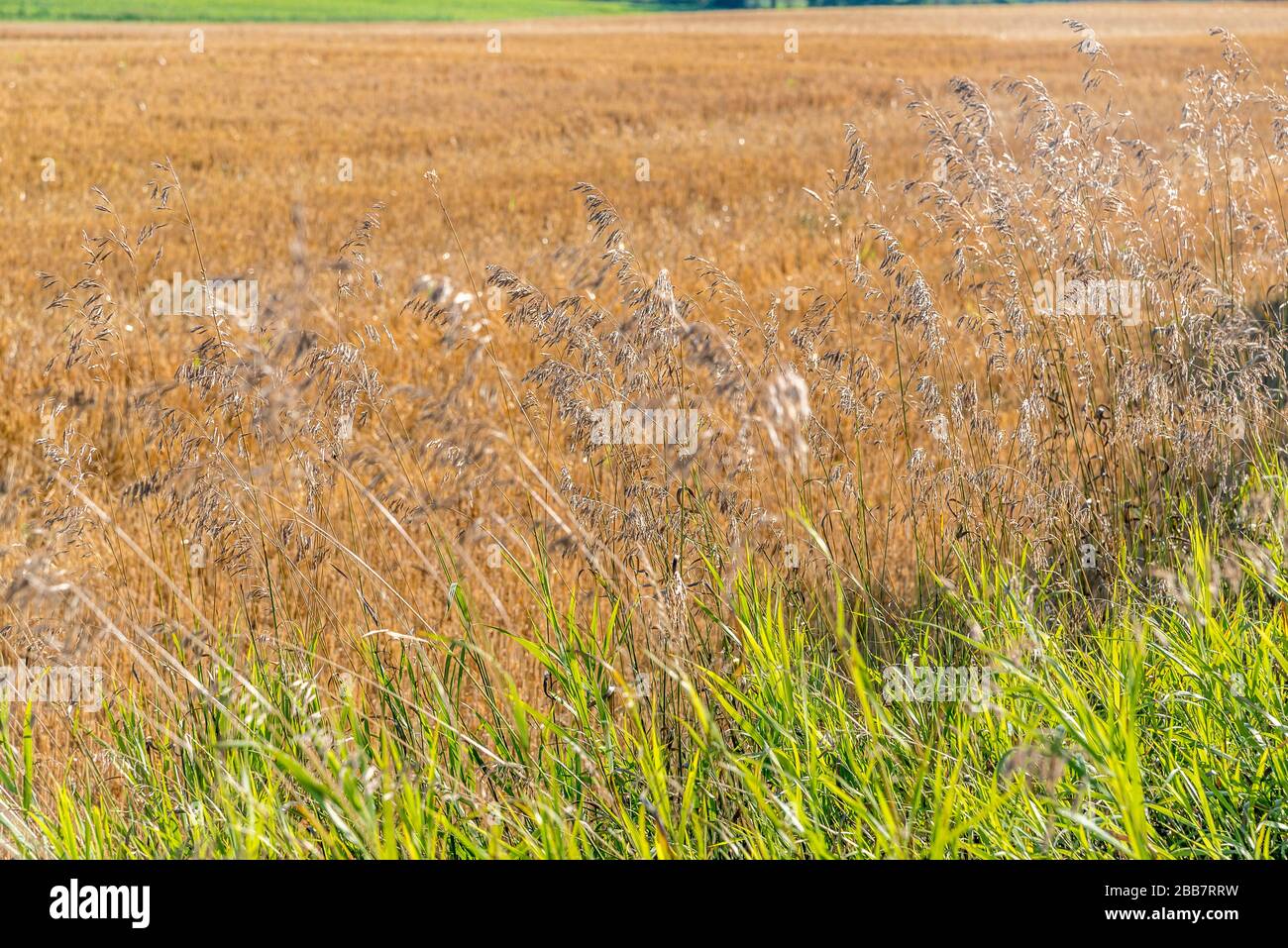Yellow farm field at fall under blue sky with white clouds in Ontario ...