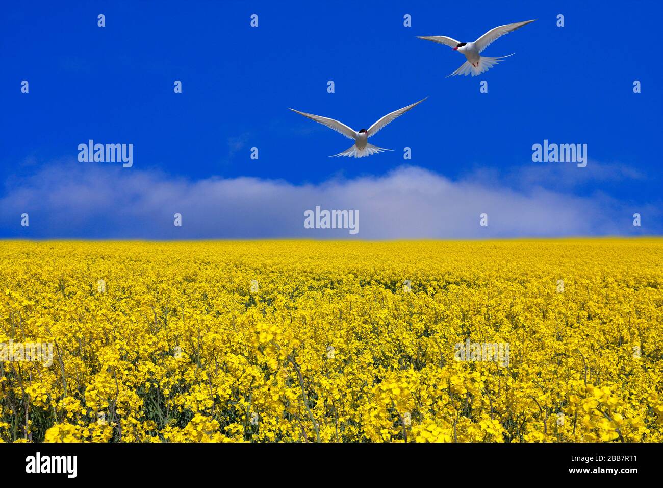 Common tern in migration in the sky during summer. Bright sunshine ...