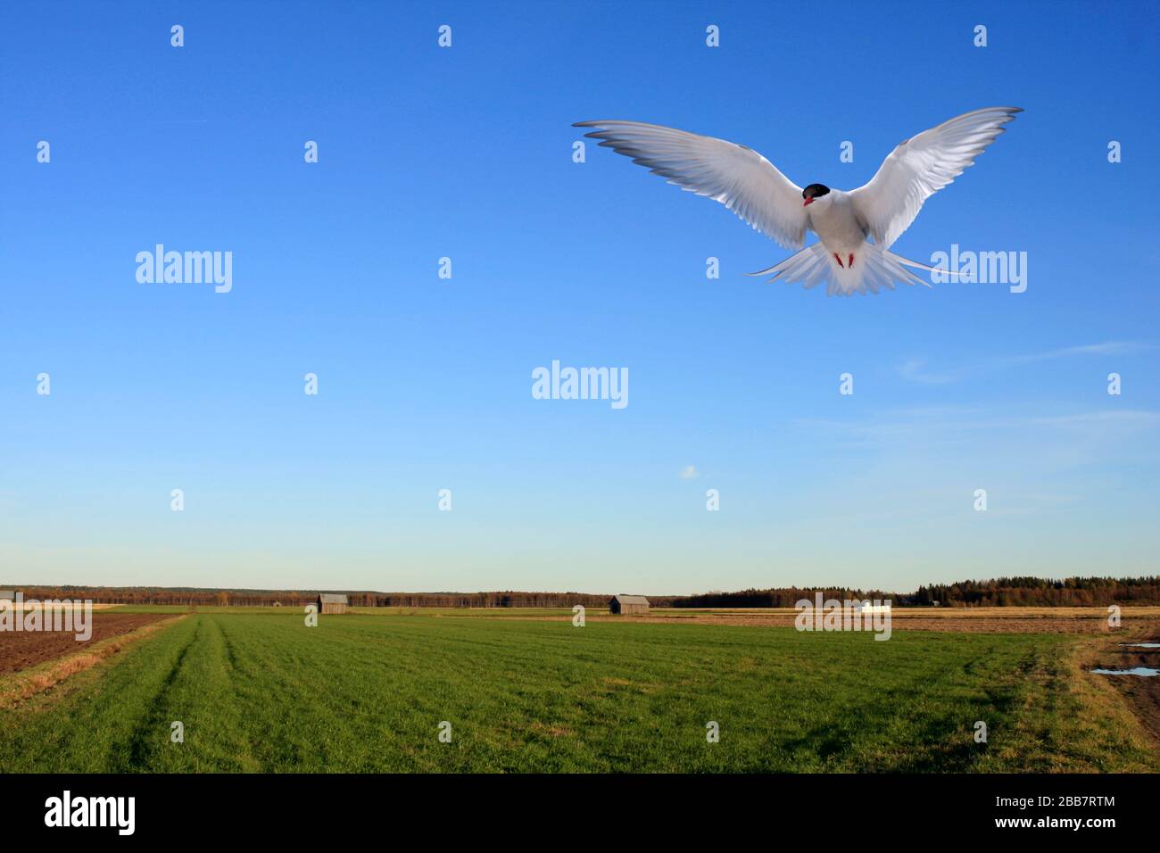 Common tern in migration in the sky during autumn. Meadows and bright ...