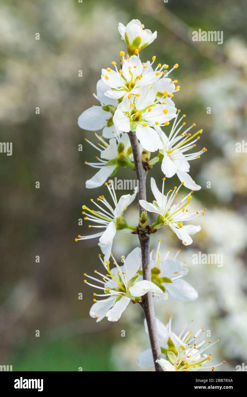 White Floers High Resolution Stock Photography and Images - Alamy