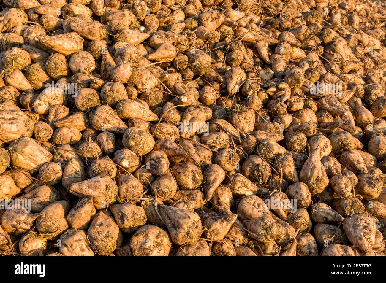Sugar beet transport hi-res stock photography and images - Alamy