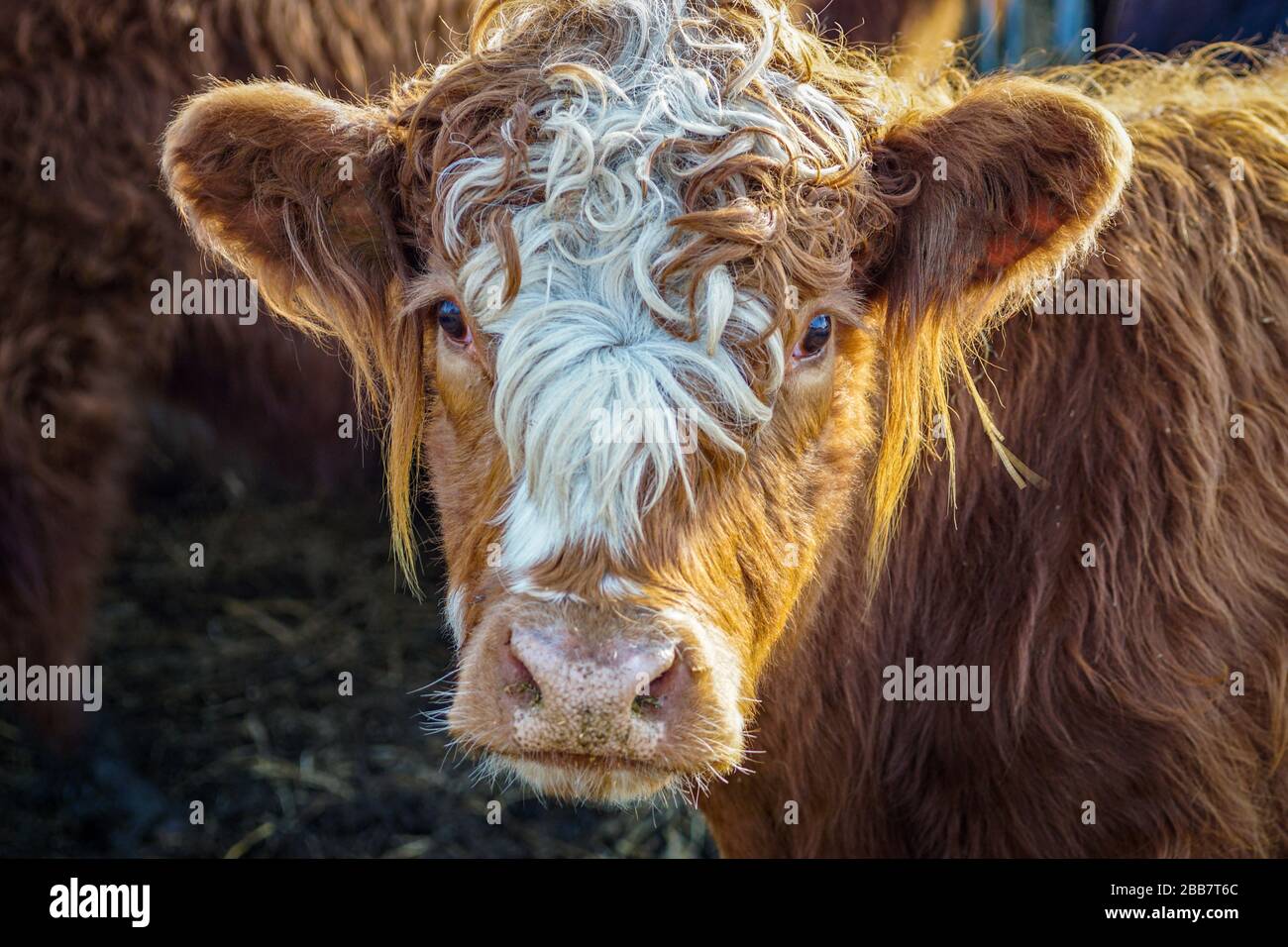 Cute Brown Cow