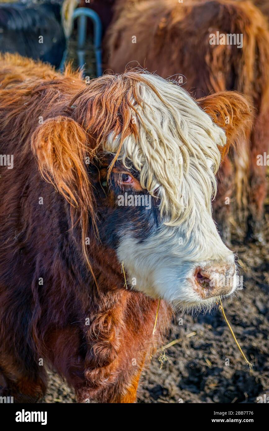 Funny cow photo hi-res stock photography and images - Alamy