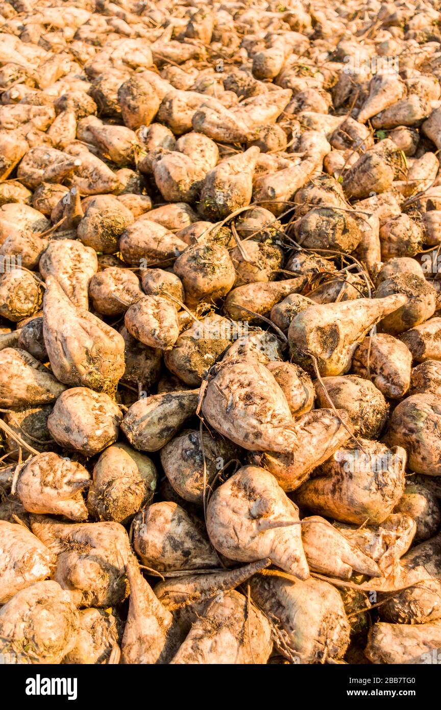 Sugar beet, the harvest is in a pile for transport to the sugar factory ...