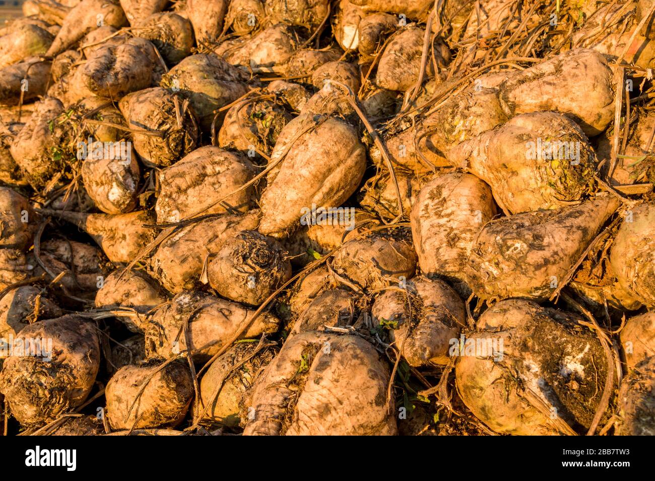 Sugar beet, the harvest is in a pile for transport to the sugar factory ...