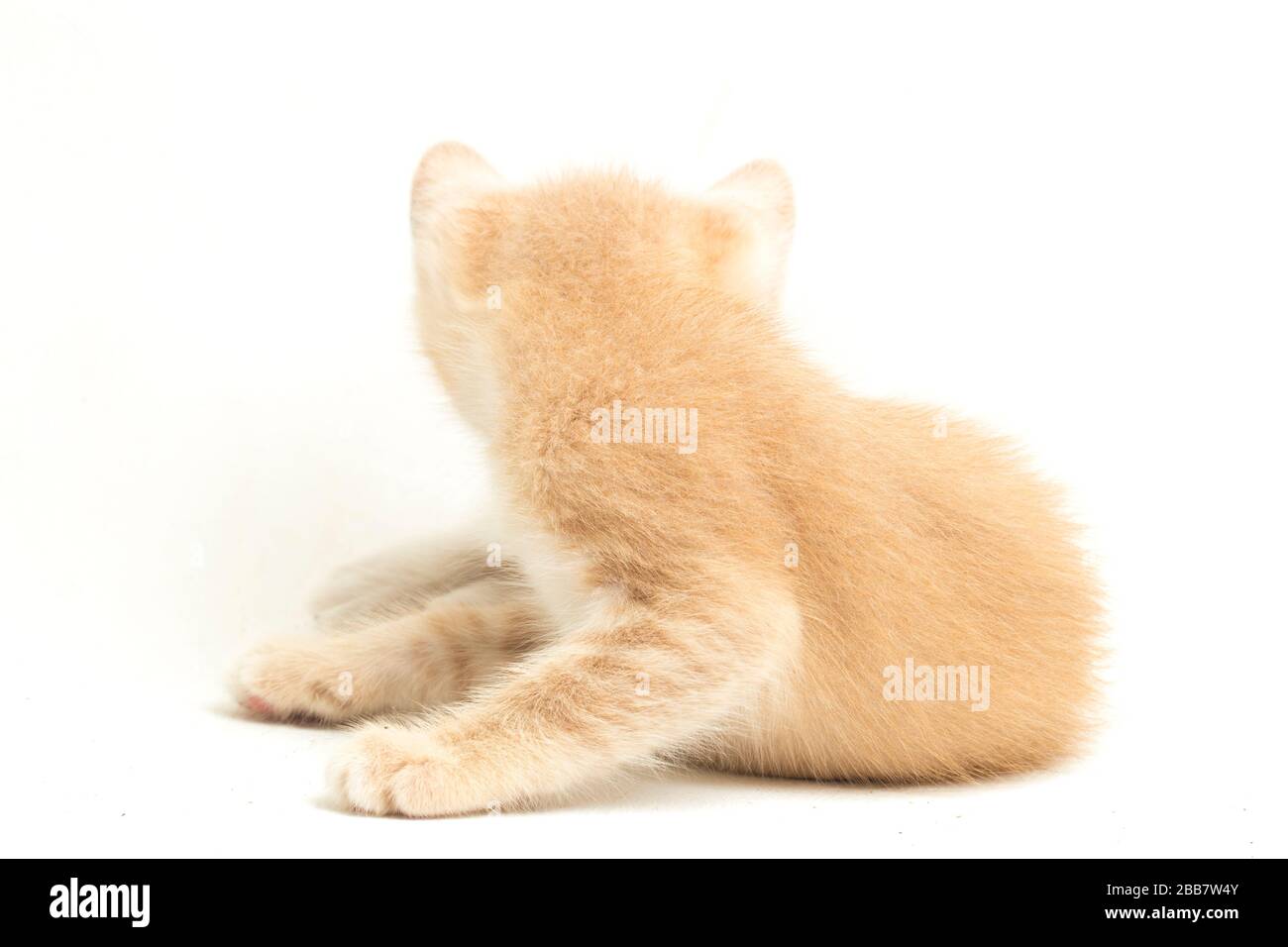 A Beautiful Domestic Orange cat kitten funny positions. Animal portrait ...