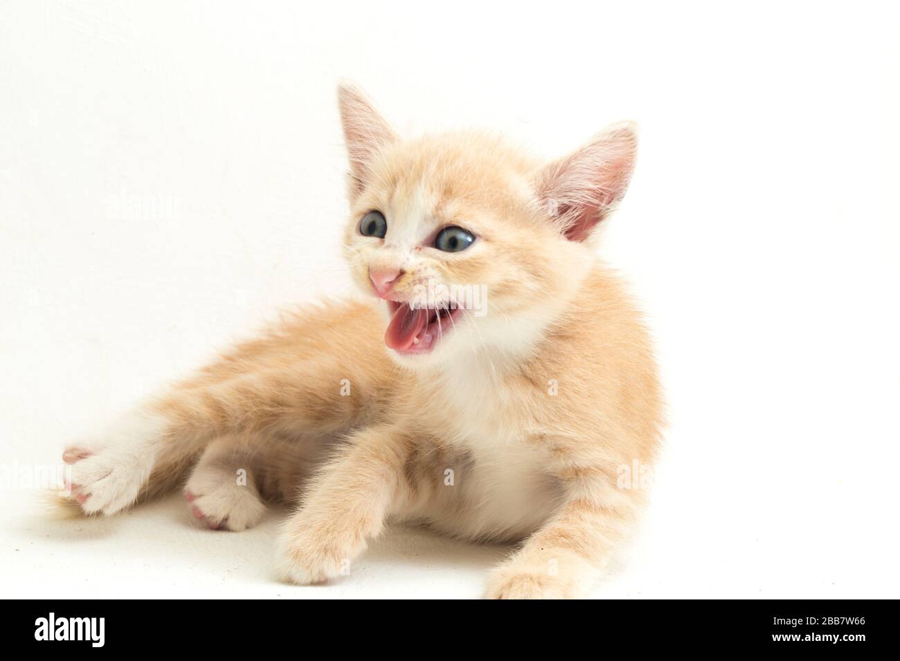 A Beautiful Domestic Orange cat kitten funny positions. Animal portrait ...
