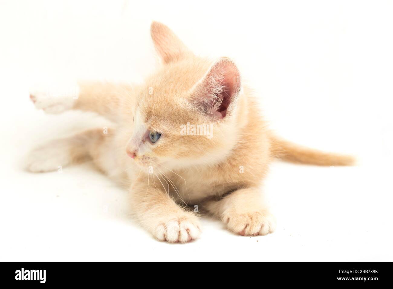A Beautiful Domestic Orange cat kitten funny positions. Animal portrait ...