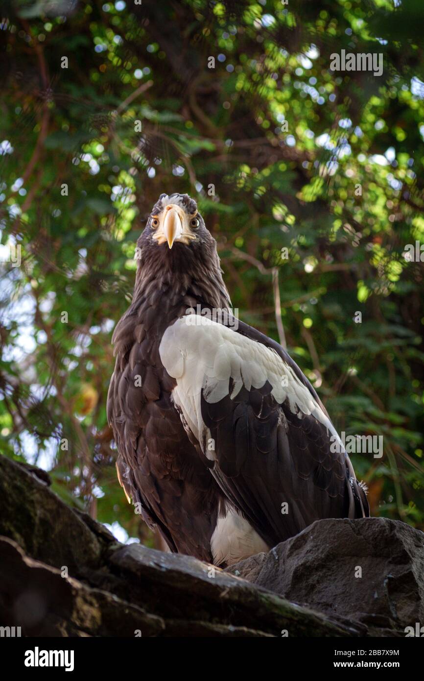 Adult Steller's sea eagle. Halyaetus pelagicus is the largest ...