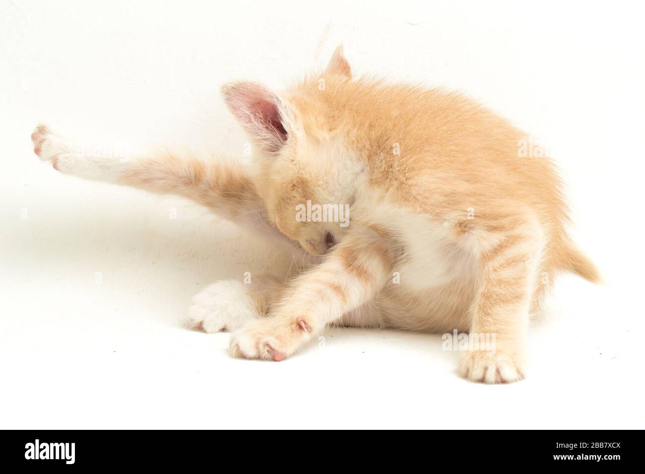 A Beautiful Domestic Orange cat kitten funny positions. Animal portrait ...