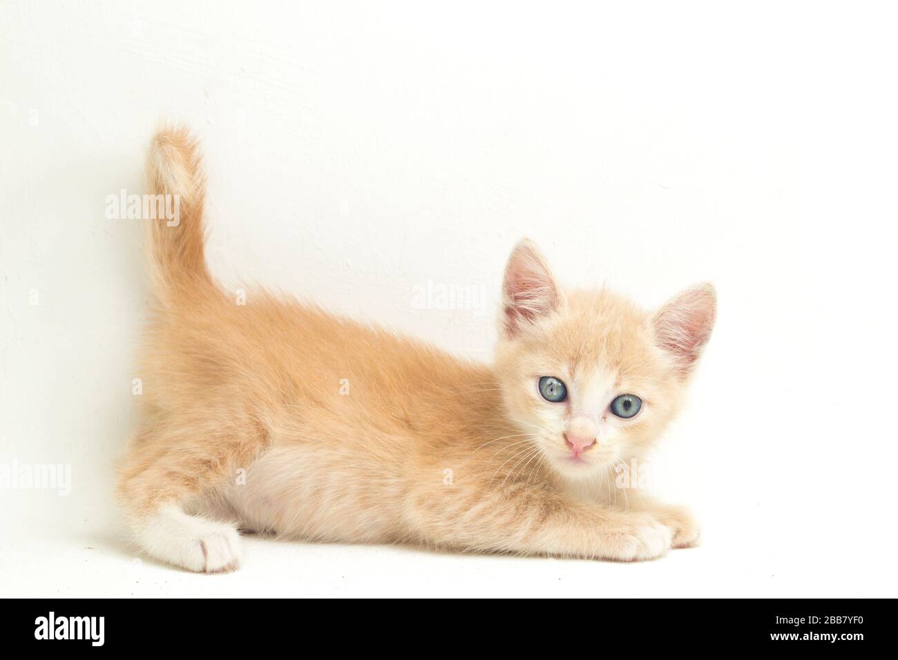 A Beautiful Domestic Orange cat kitten funny positions. Animal portrait ...