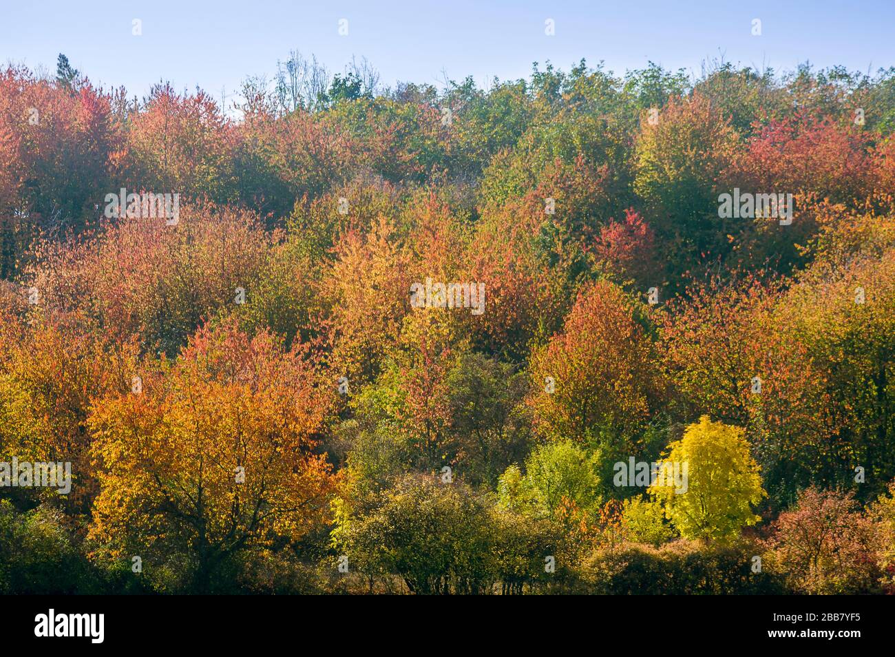 colorful forest with autumn colors Stock Photo - Alamy