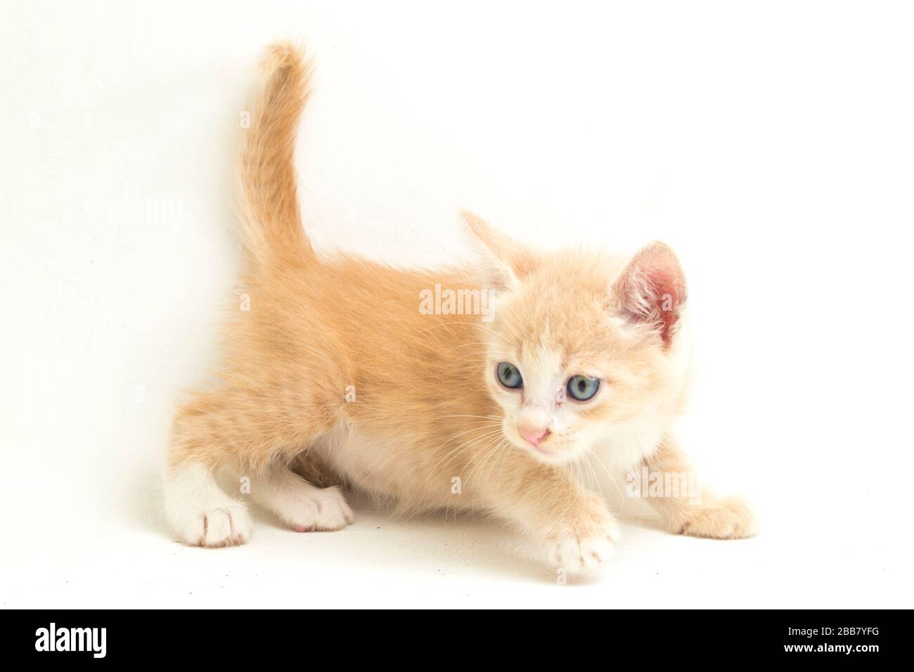 A Beautiful Domestic Orange cat kitten funny positions. Animal portrait ...