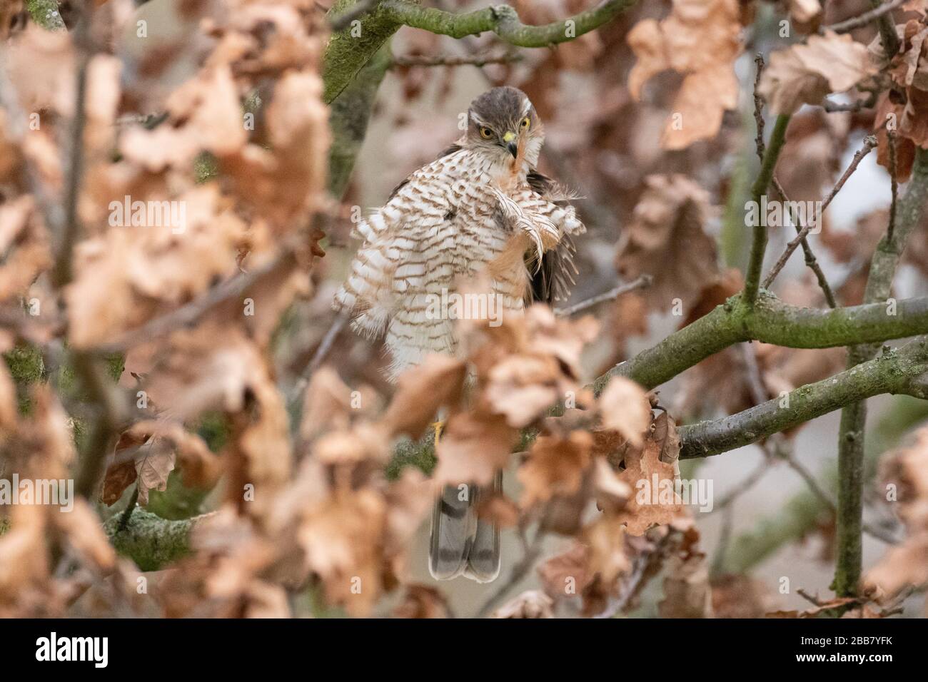 A sparrowhawk sat in an oak tree preening its feathers Stock Photo - Alamy