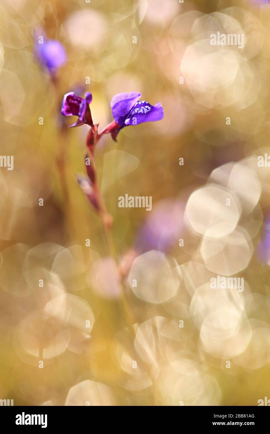 Wild flower field at the rocky plateau of Pha Tam National Park in Ubon ...