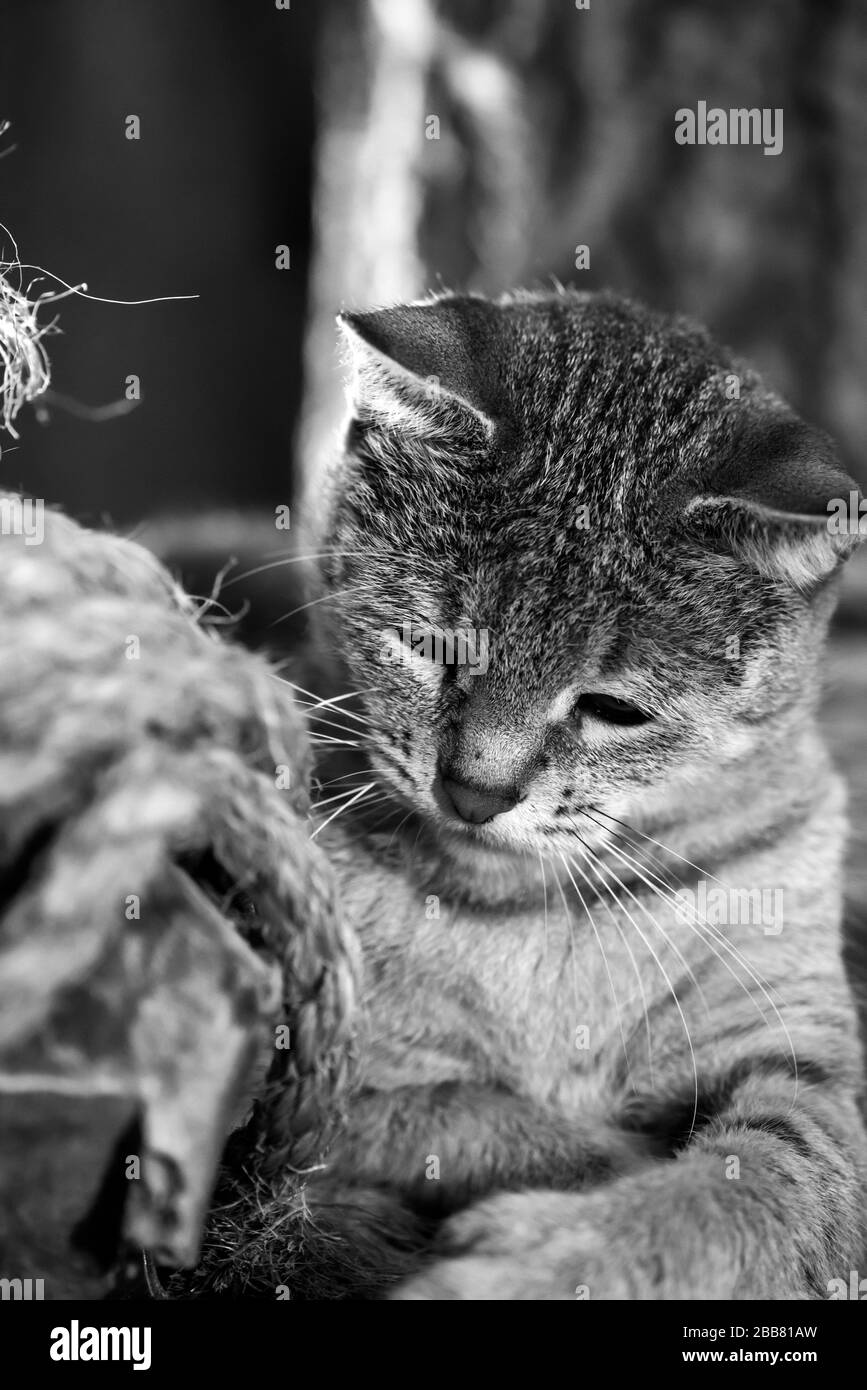Bobcat scratching hi-res stock photography and images - Alamy