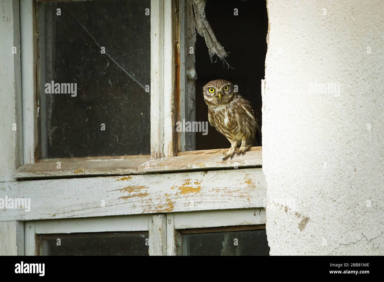 Curios little owl sitting in window with broken glass of an old ruined ...