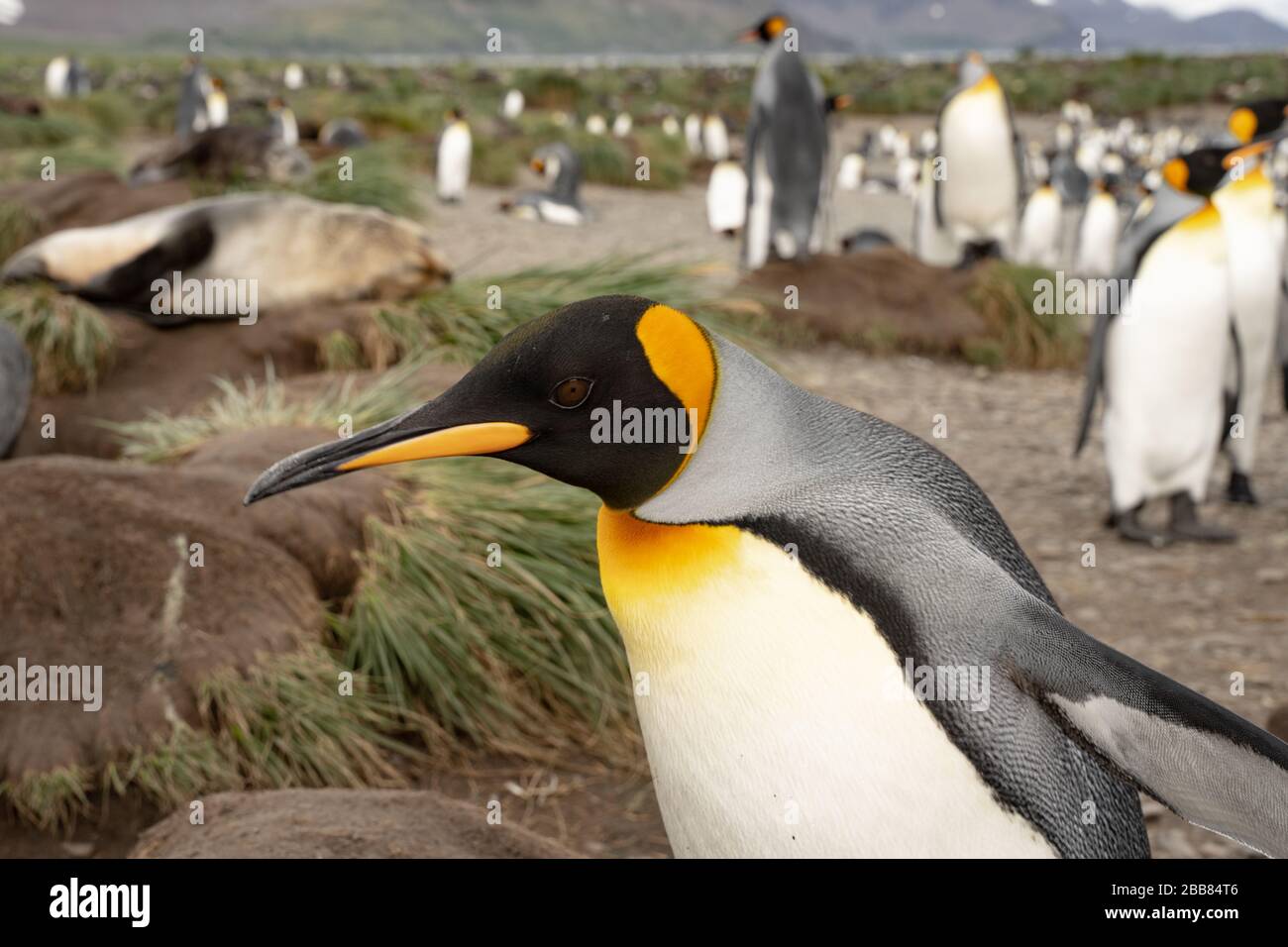 group of penguins in antarctica Stock Photo - Alamy