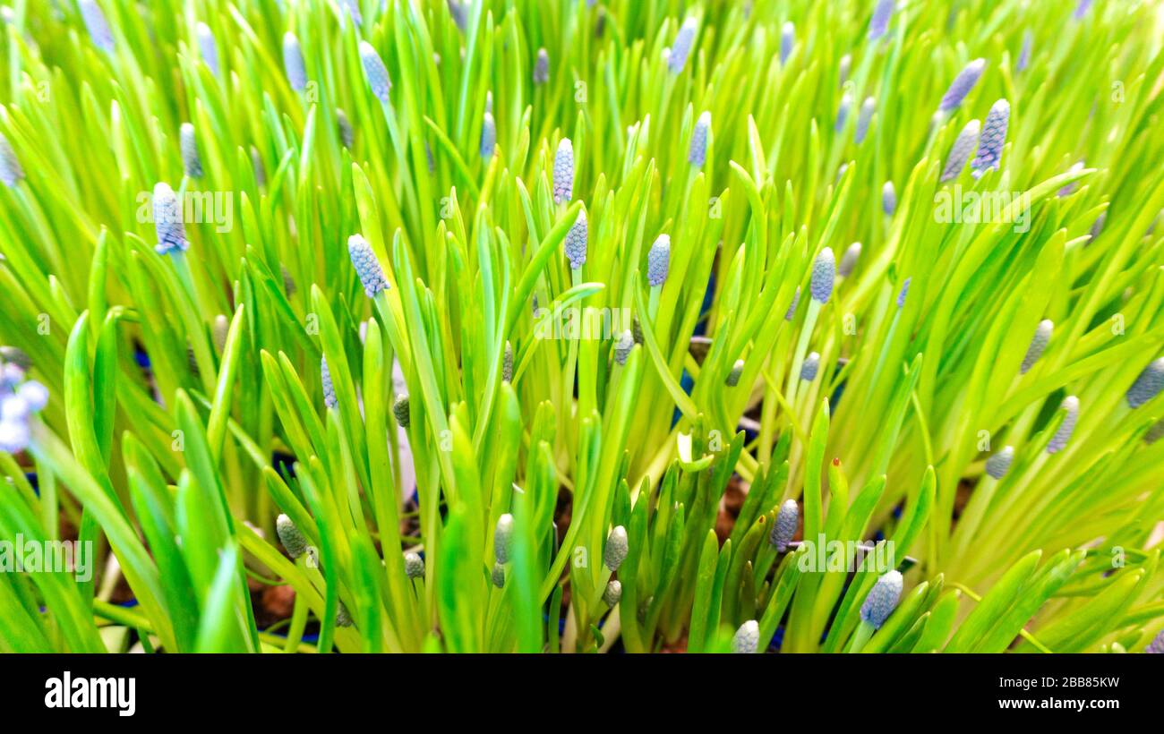 Bright juicy grass as a floral Easter background or texture for ...