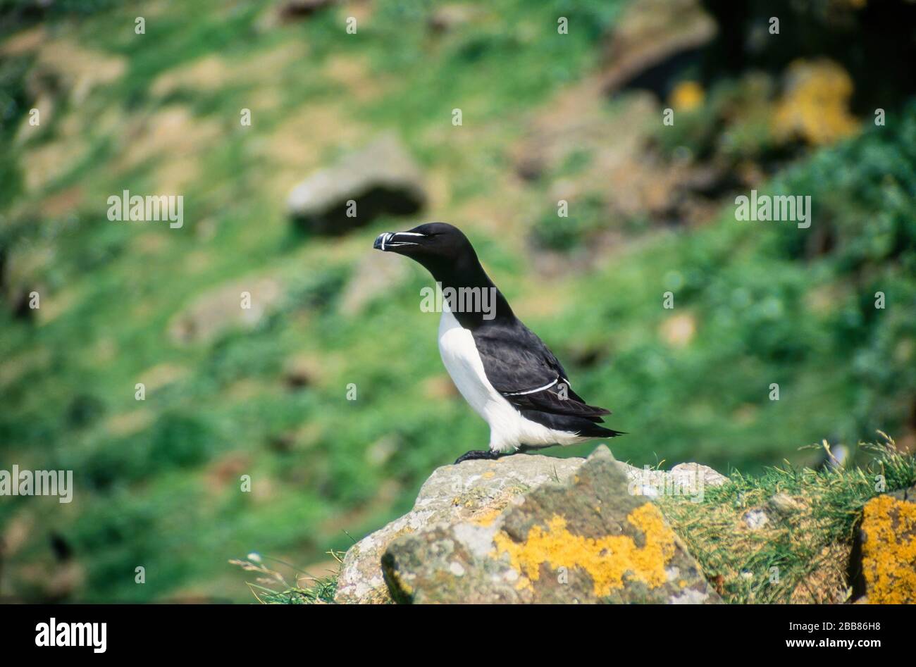 One adult Razorbill (Alca torda) seabird sitting on sea cliffs, Isle of ...