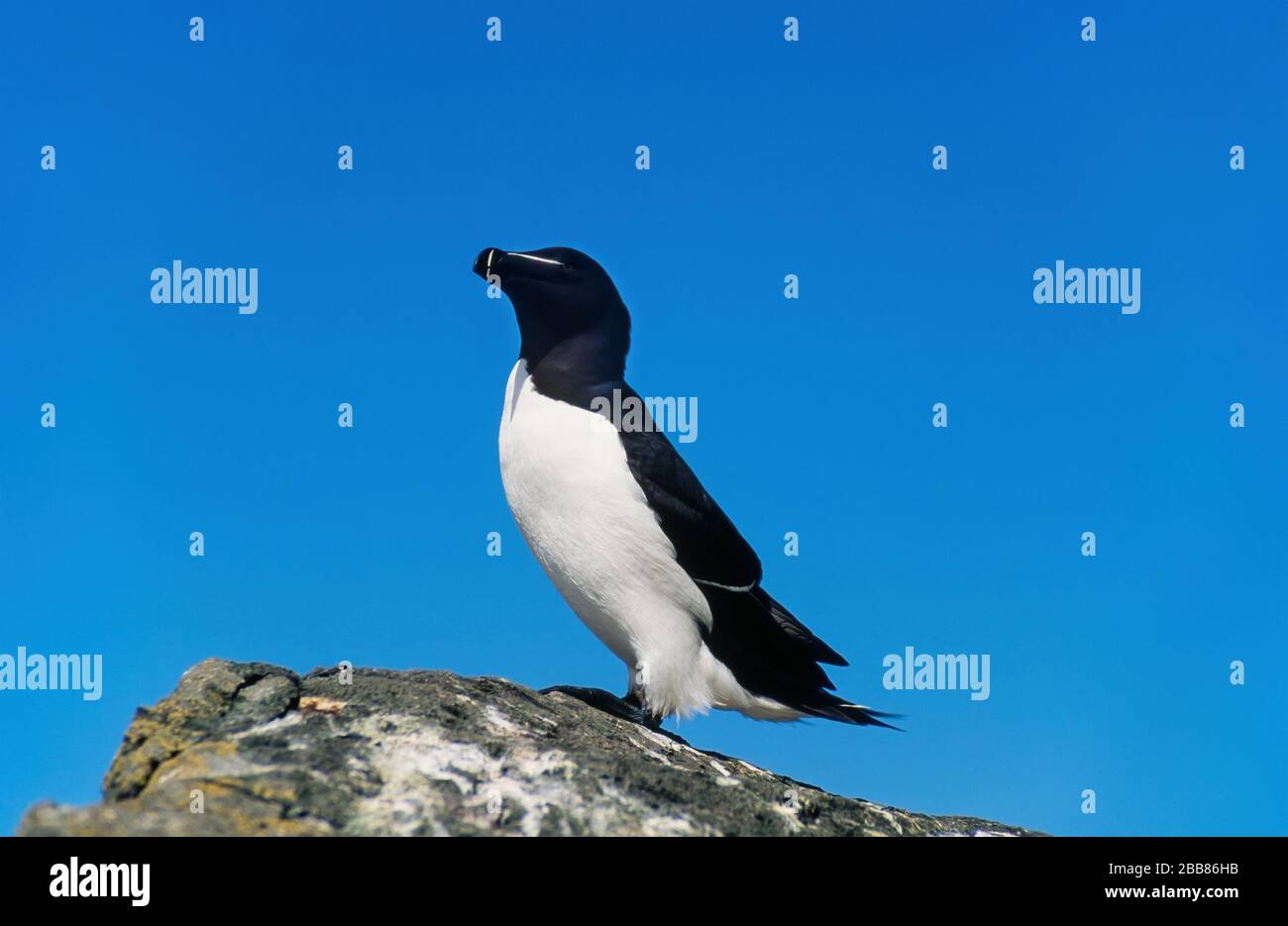 One adult Razorbill (Alca torda) seabird sitting on sea cliffs with ...
