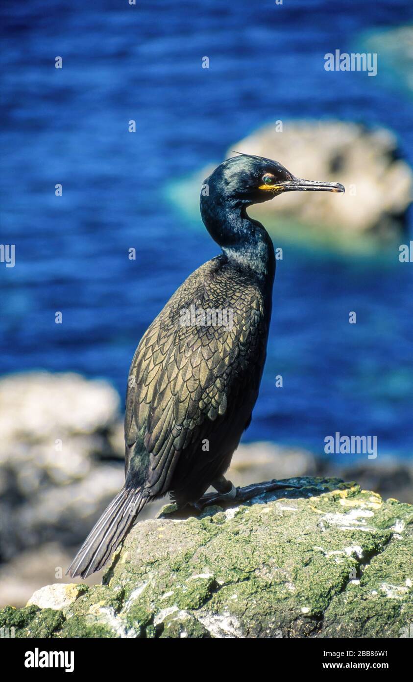 Shag bird hi-res stock photography and images - Alamy