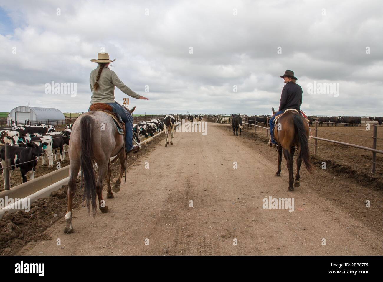 Cattle feedlot colorado hi-res stock photography and images - Alamy