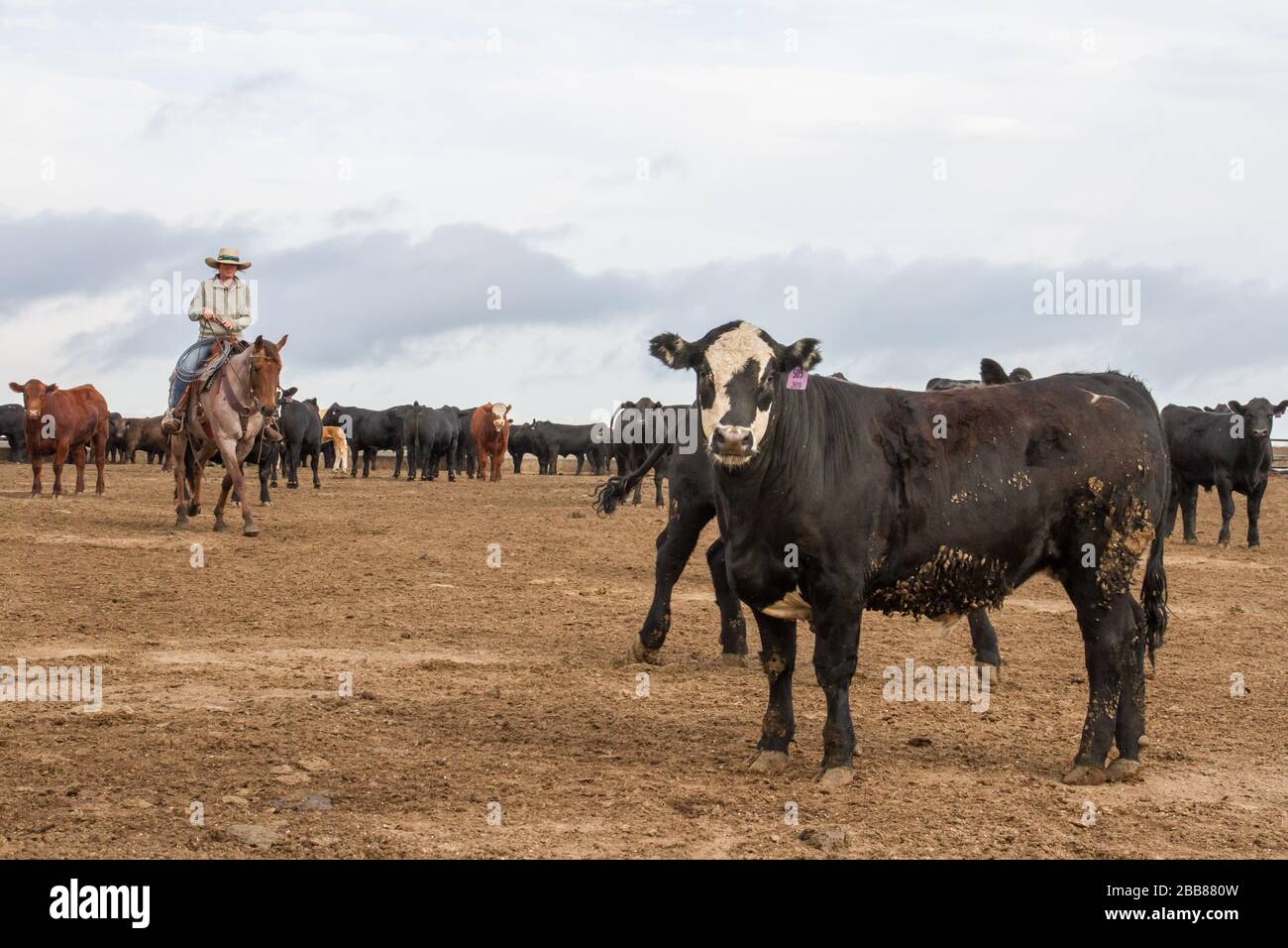 A pen rider moves through cattle to check their health Stock Photo - Alamy