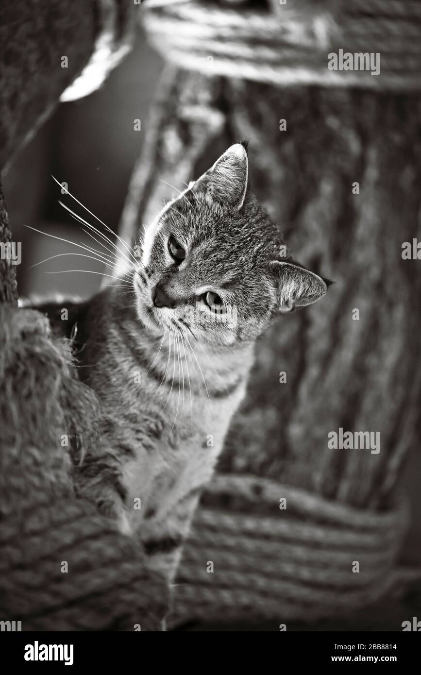 Bobcat scratching a log hi-res stock photography and images - Alamy