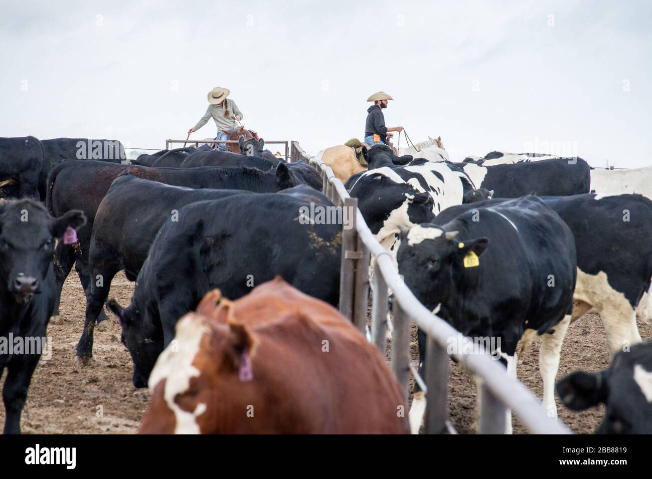 A pen rider closes a gate as she and and another pen rider move into a ...