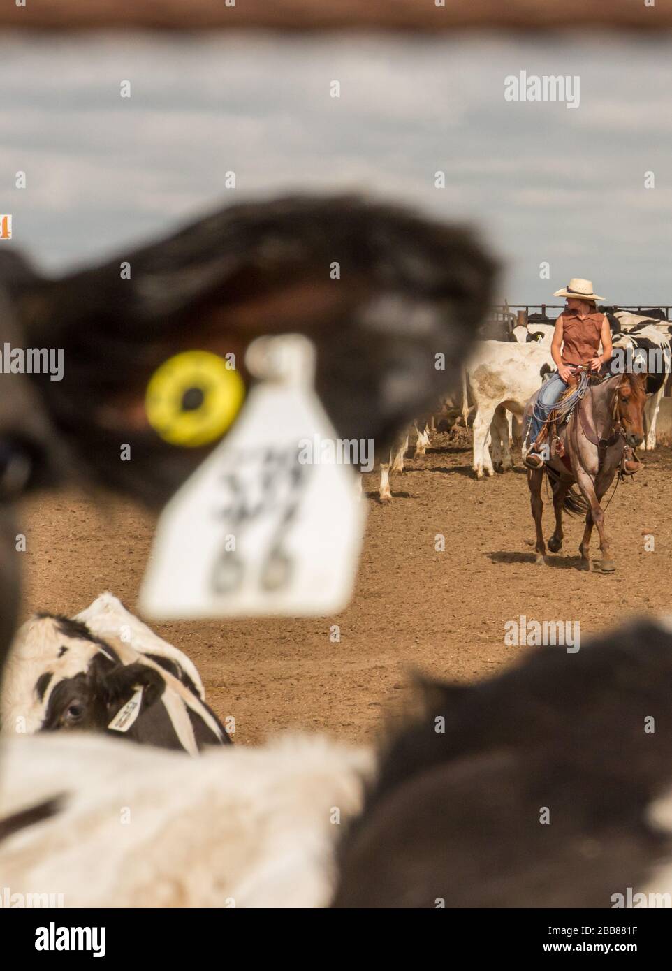 Cattle feedlot colorado hi-res stock photography and images - Alamy