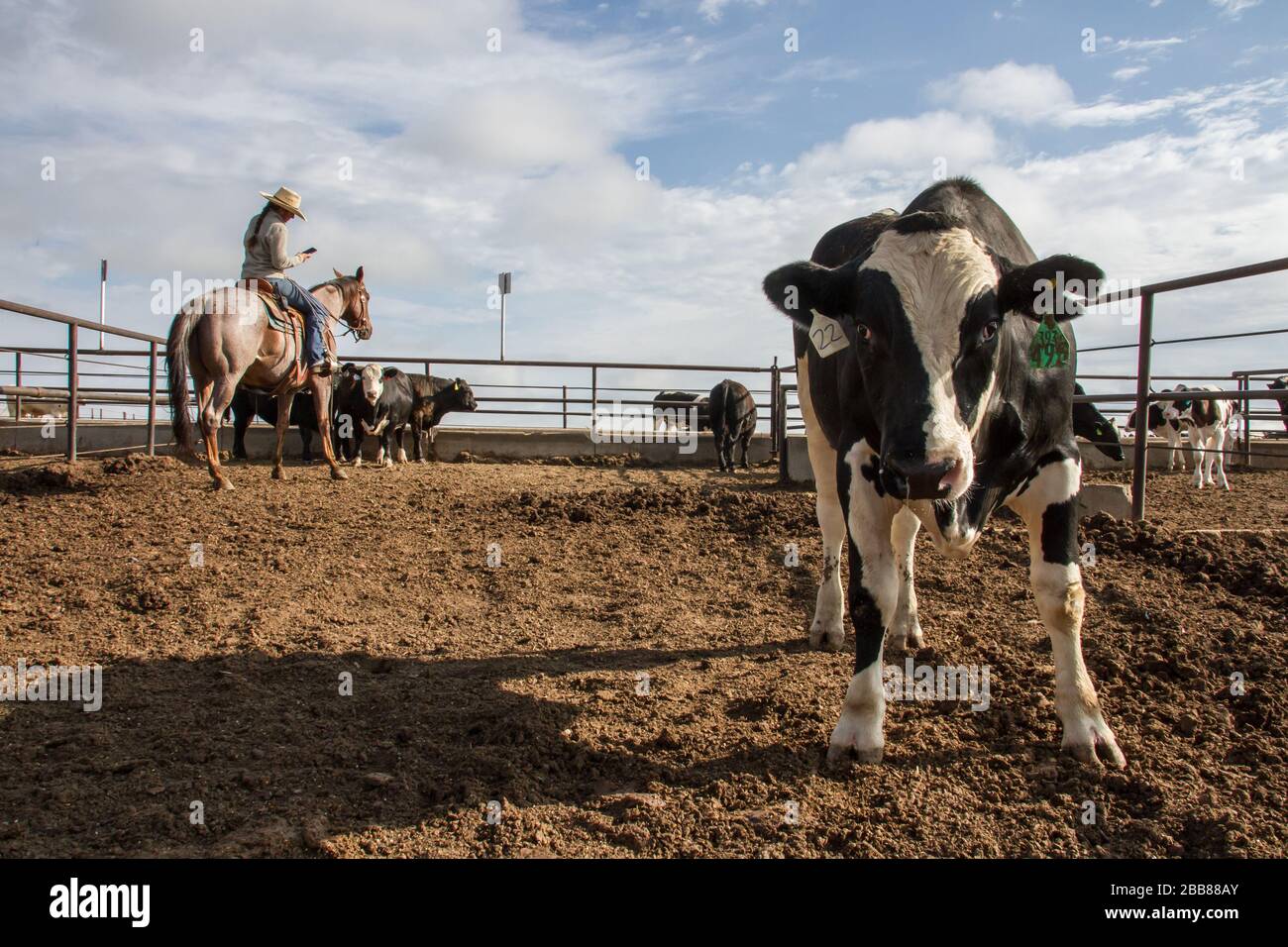 Cattle feedlot colorado hi-res stock photography and images - Alamy