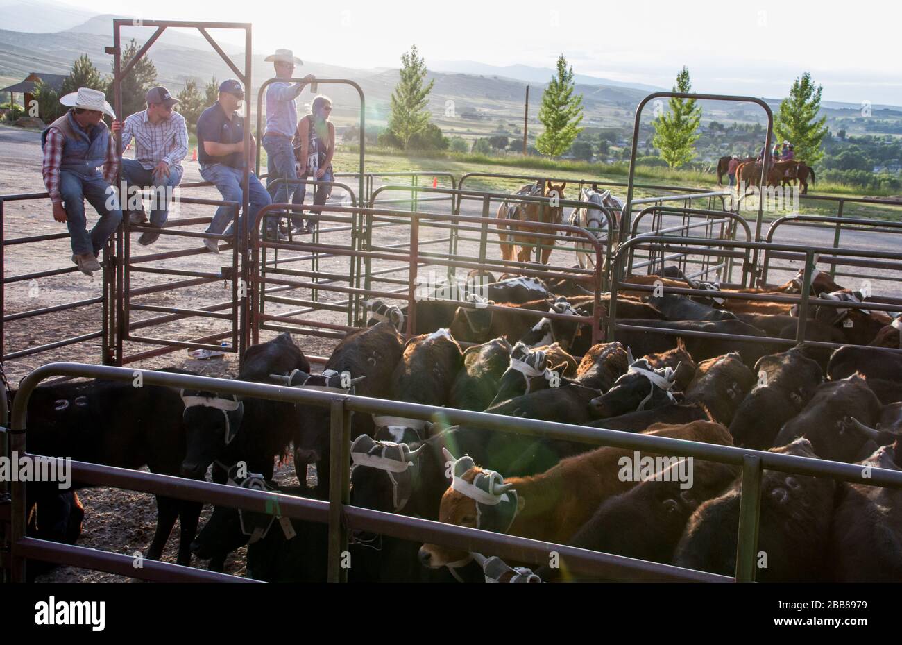 Cowboys on fence hi-res stock photography and images - Alamy