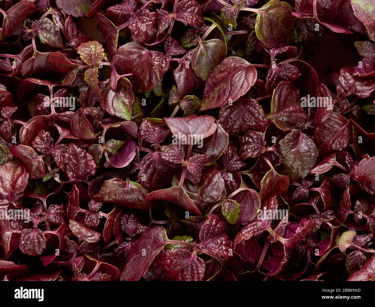 Shiso leaf purple vegetable, shiso, perilla, leaf, herb, plant, green ...