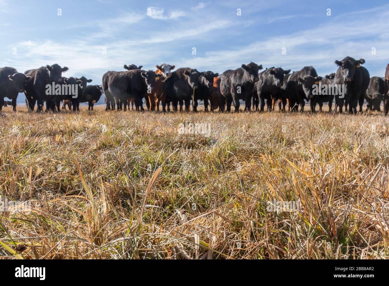 Beef cattle line up in their pasture Stock Photo - Alamy