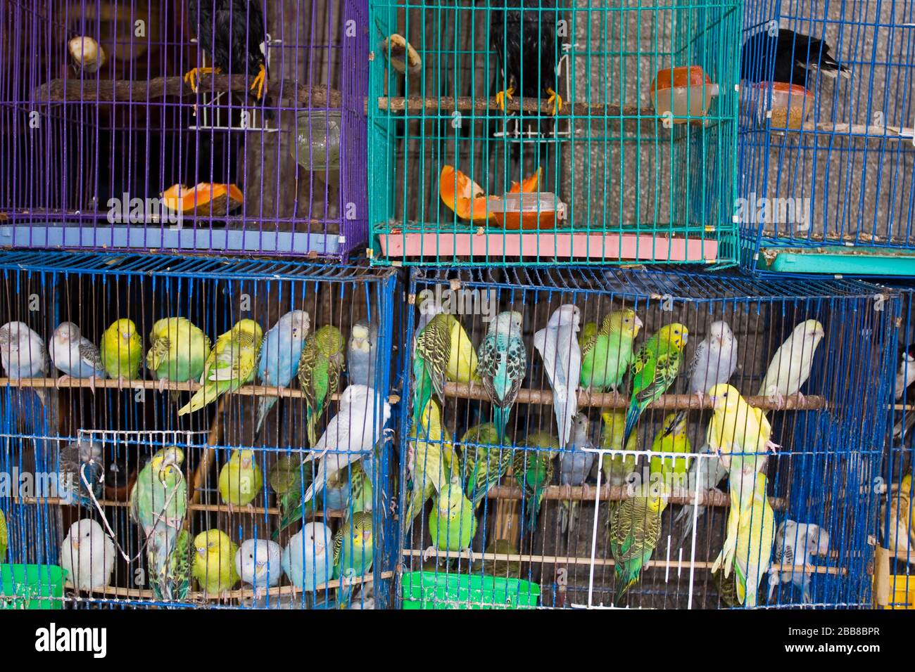 Birds in Pet Shop, Nha Trang City, Vietnam, Asia Stock Photo - Alamy