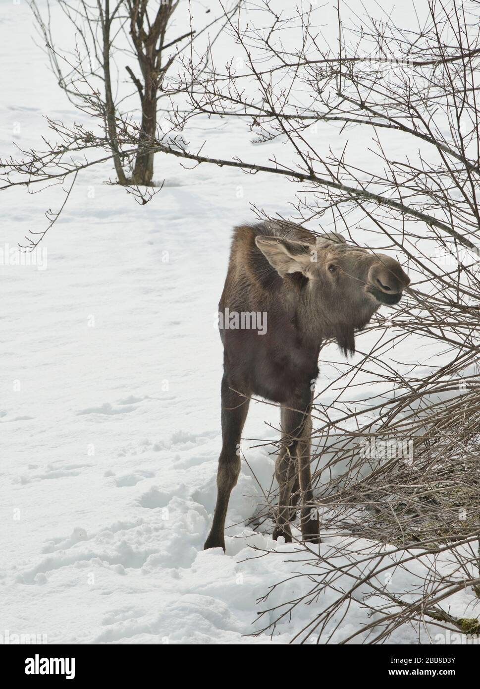 Small moose eating bushes in winter with snow Stock Photo - Alamy