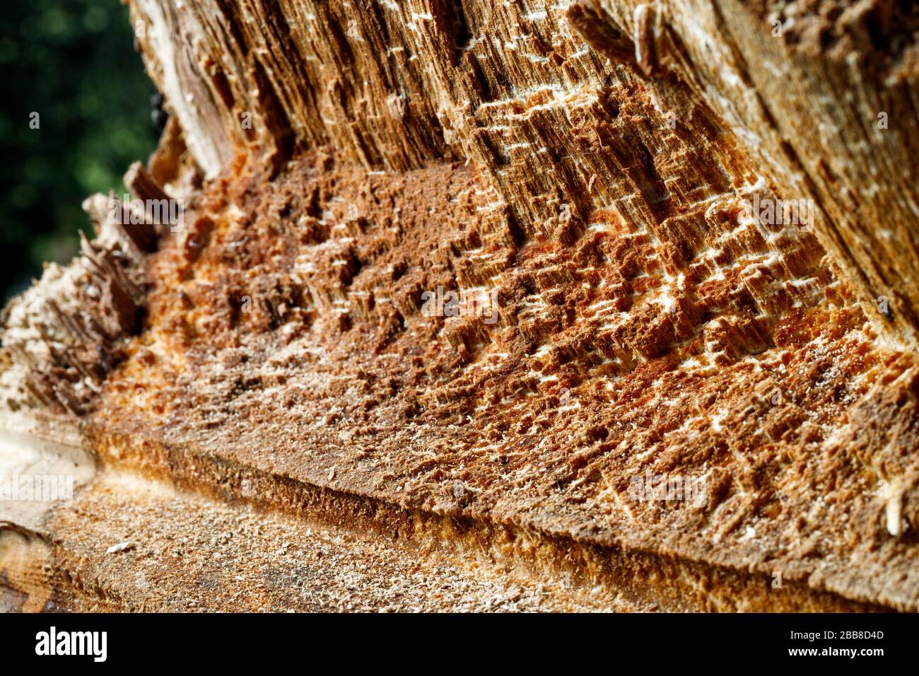 Drank an old tree. An Apple. Wood processing. Texture Stock Photo - Alamy